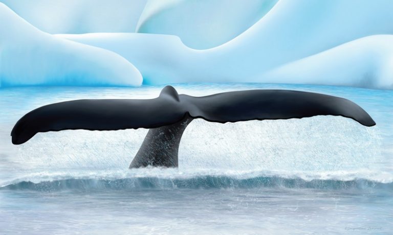 Seabourn Debuts Exclusive Polar-Inspired Collection by Pepparose ...